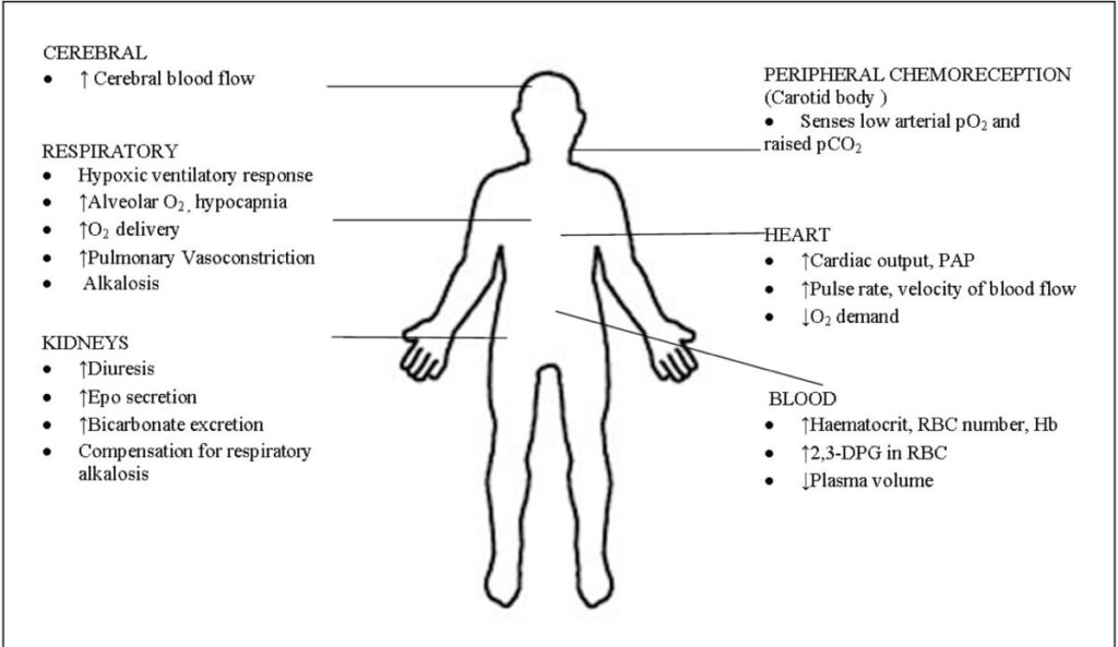 Process of acclimatization to high altitude - NET Life Sciences