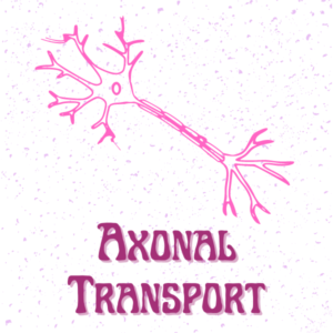 Anterograde axonal transport - NET Life Sciences
