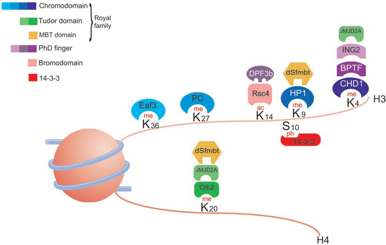 Histones and transcriptional repression - NET Life Sciences
